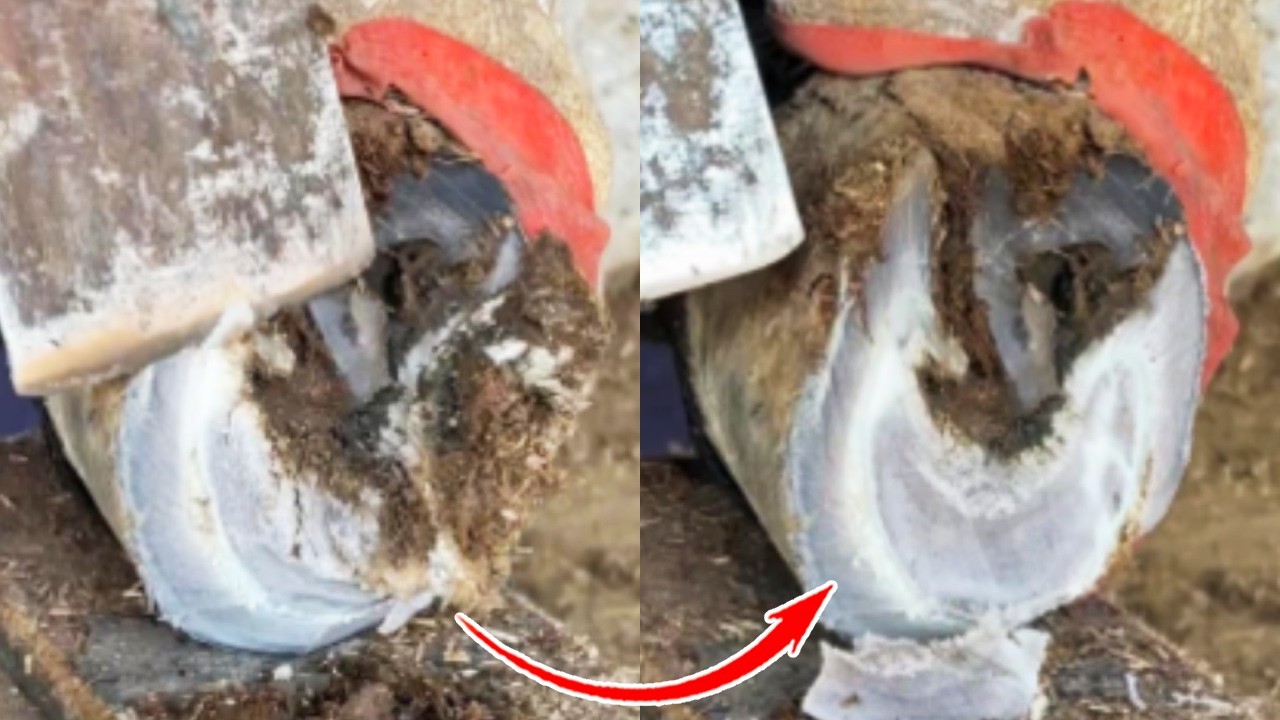 Donkey hooves are like stones and filled with weeds, take care!丨ASMR丨 ...