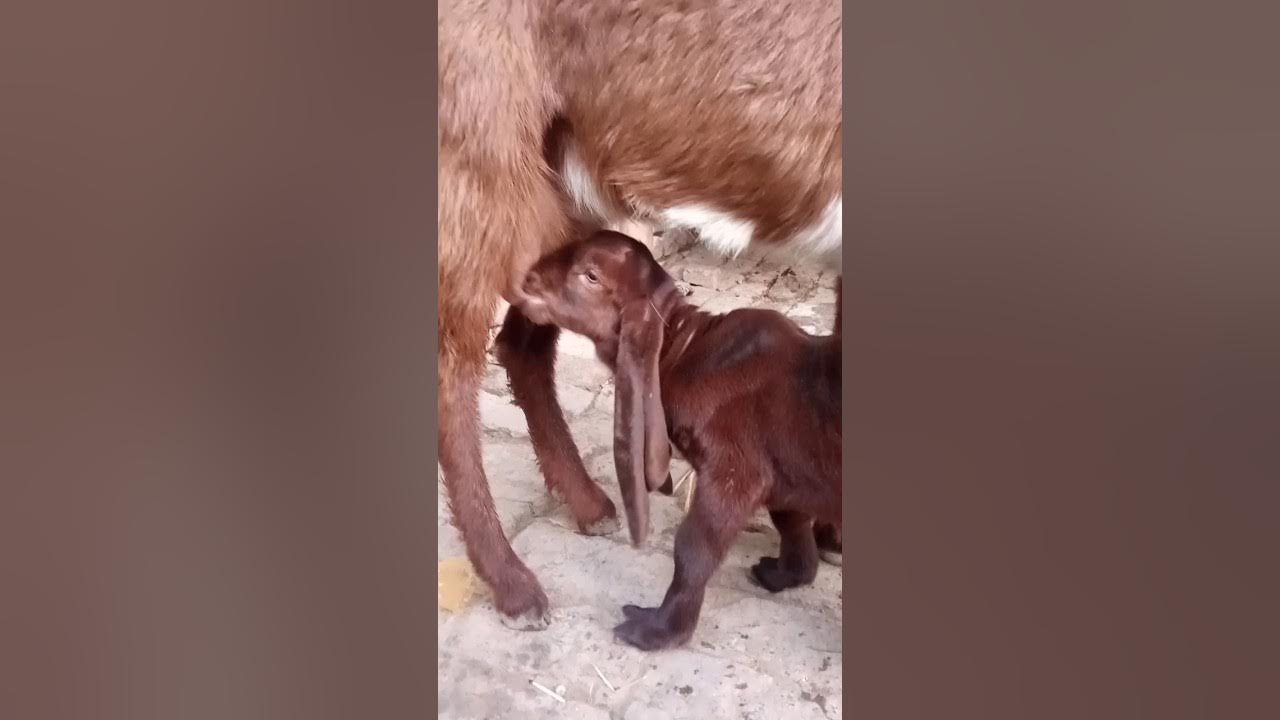 Cute baby goat drinking milk from mom #shorts - YouTube