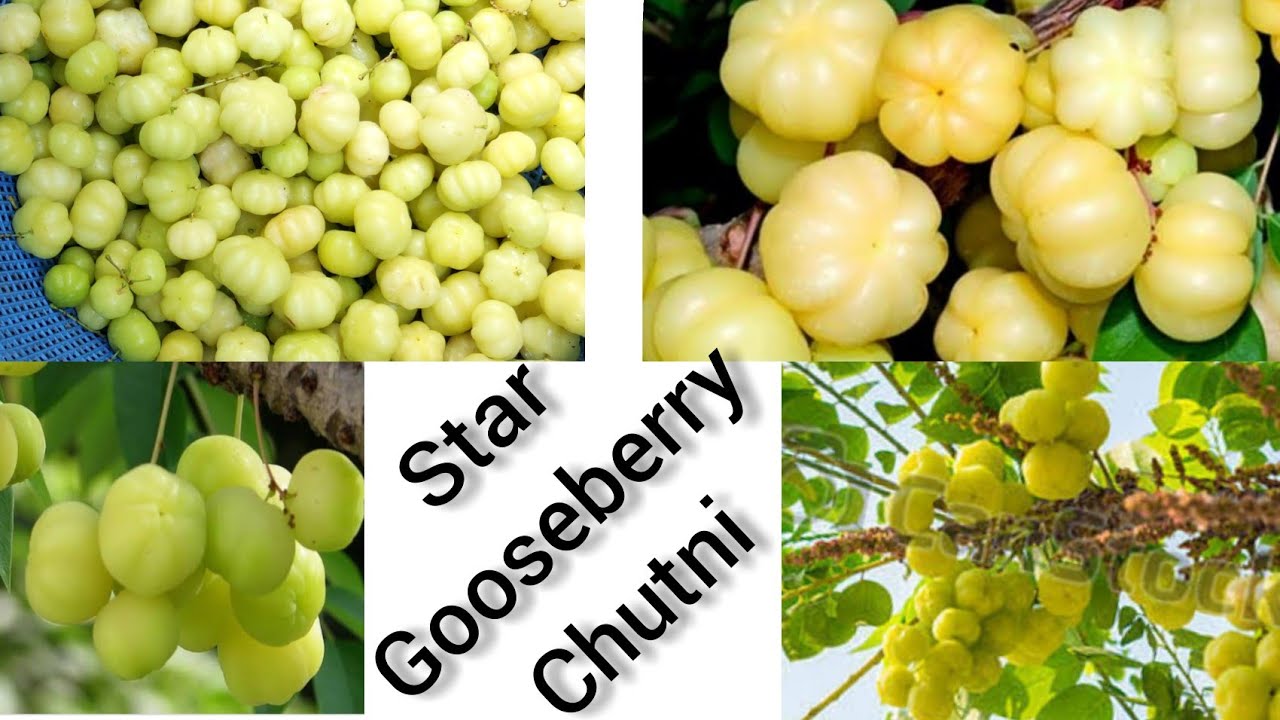 Star Gooseberry Chutney || Sour fruit chatni || KB Station - YouTube