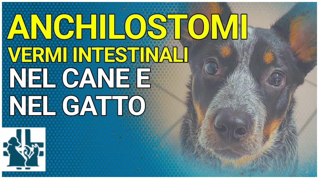 Anchilostomi, vermi intestinali nel cane e nel gatto - YouTube