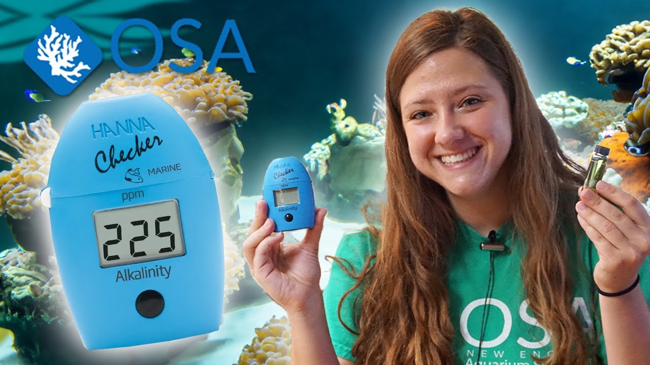 How to Test Alkalinity in YOUR Reef Aquarium! - YouTube