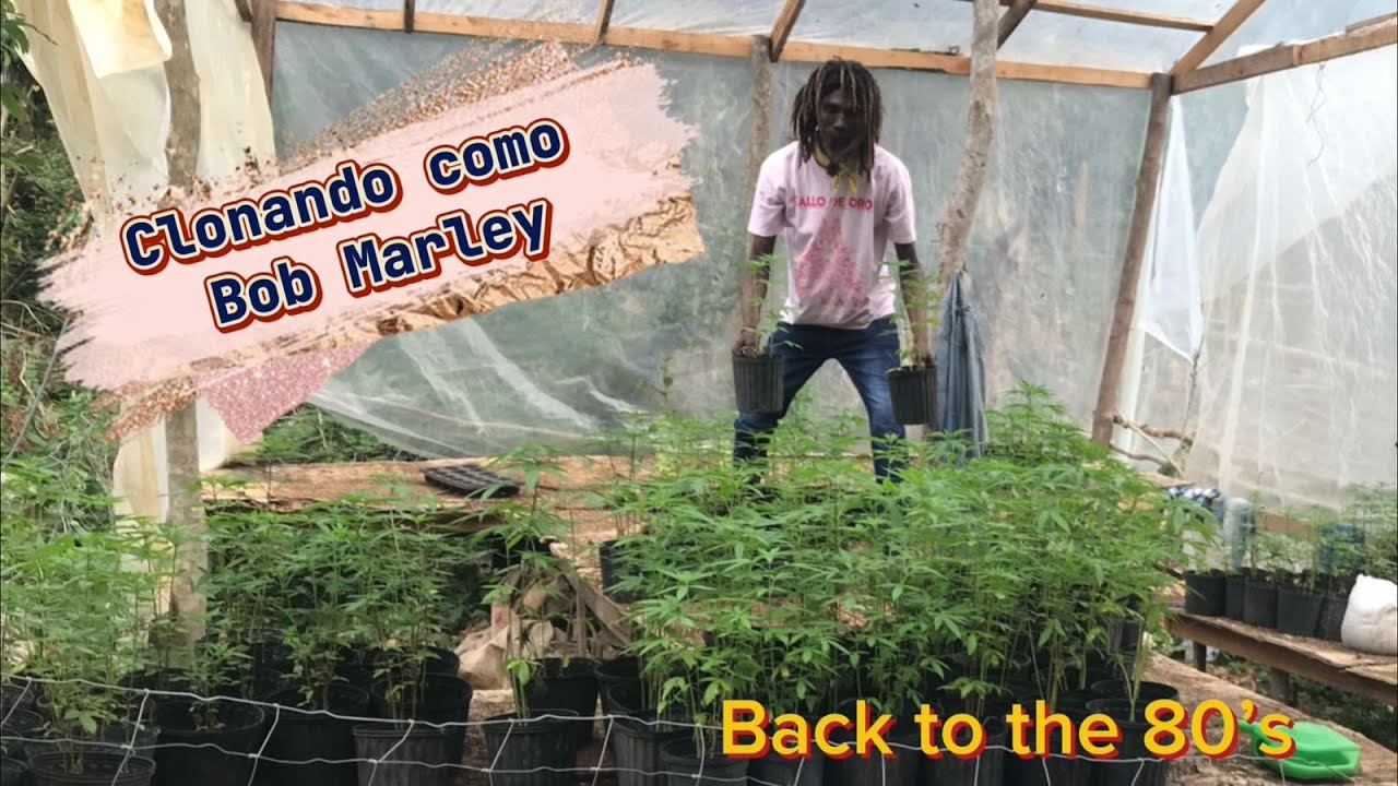 Descubre como clonan 🌿 en la Jamaica de Bob Marley - YouTube