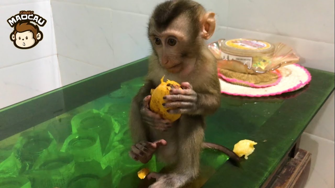 The mango is so delicious that the baby monkey eats the whole fruit ...