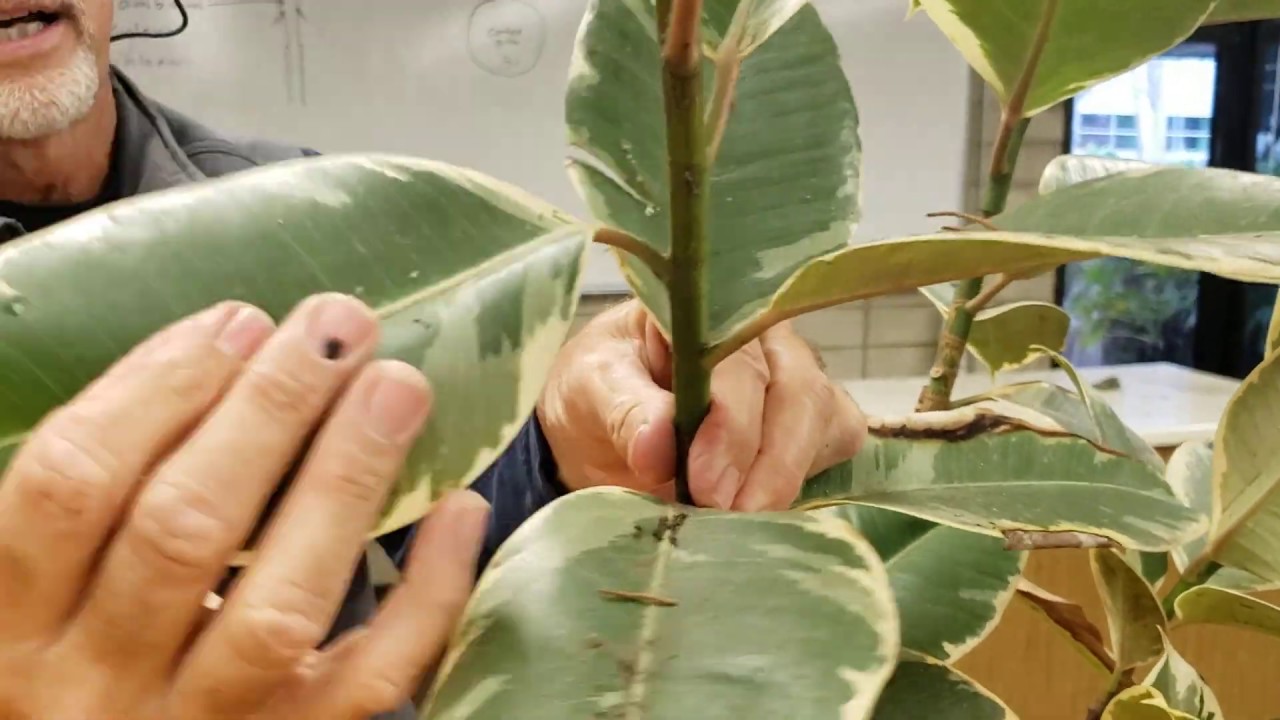 Tropical Propagation Whole leaf cuttings - YouTube