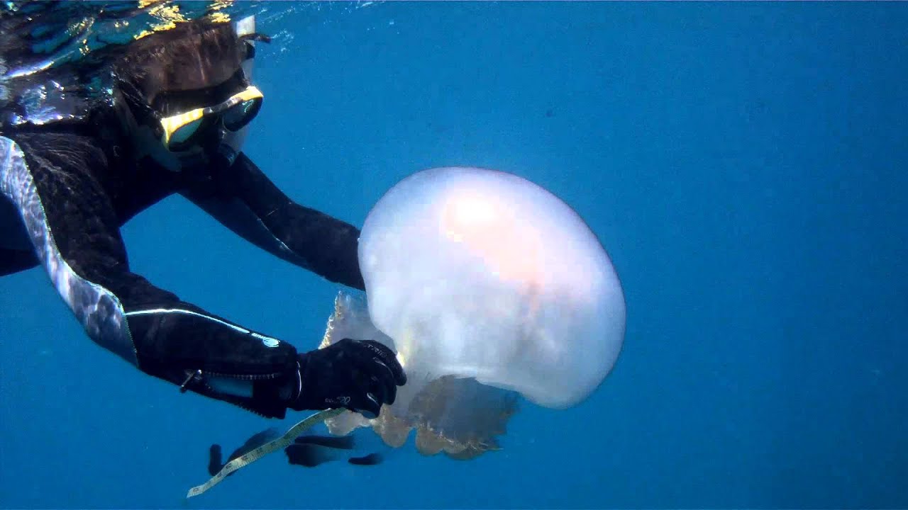 Sampling the giant Jellyfish Rhizostoma luteum - YouTube