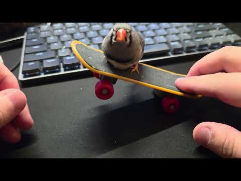 Zebra finch practicing her tricks