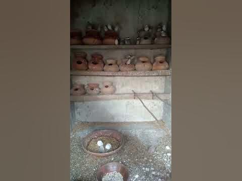 Java Birds 2024 I silver Java l White java l Fawn Java l Gray Java - YouTube