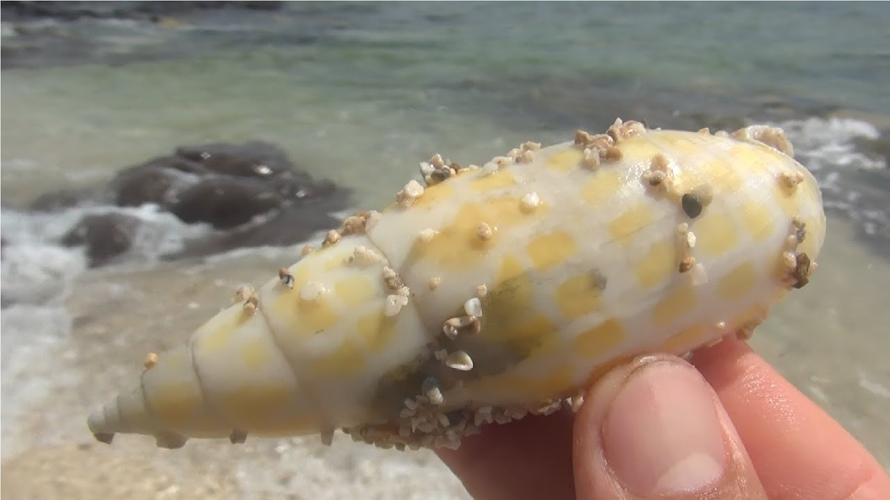 Walking on the beach, I found a beautiful snail shell - YouTube