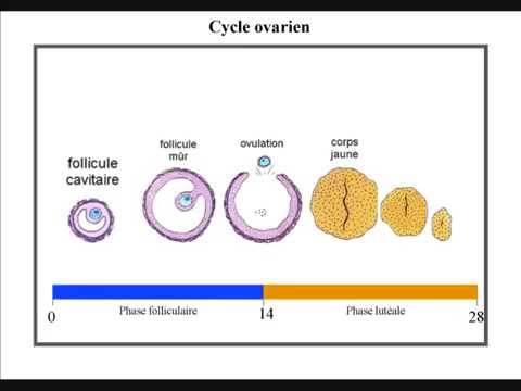 Le cycle ovarien et le cycle utérin - YouTube