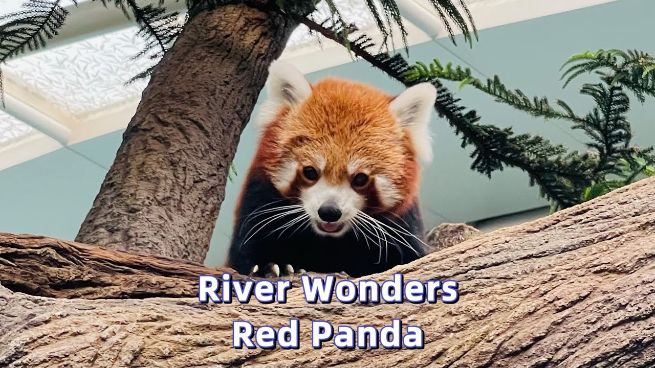 River Wonders Red Panda - YouTube