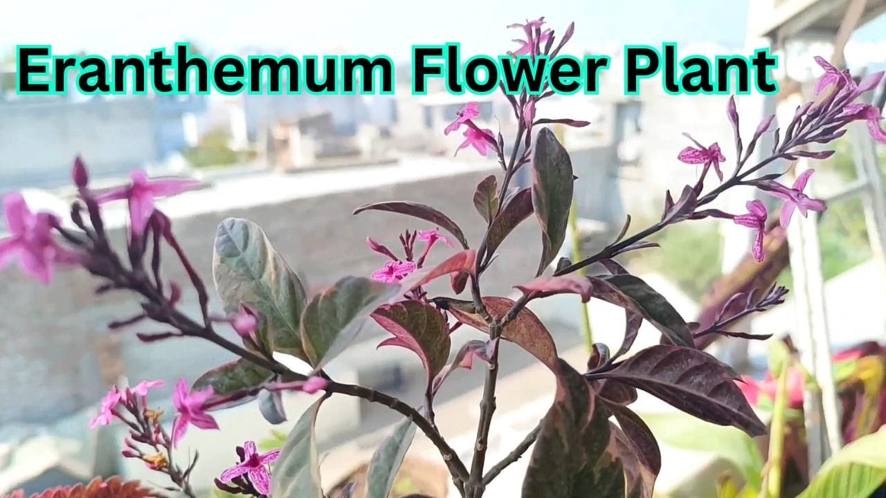 Eranthemum Flowering|| Eranthemum Plant Propagation And Care Tips ...