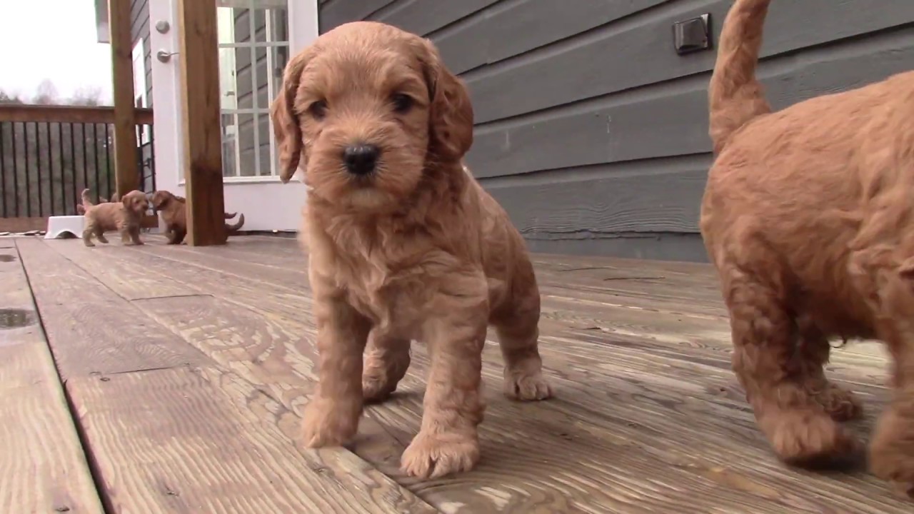 Jipsie and Archie's puppies - YouTube