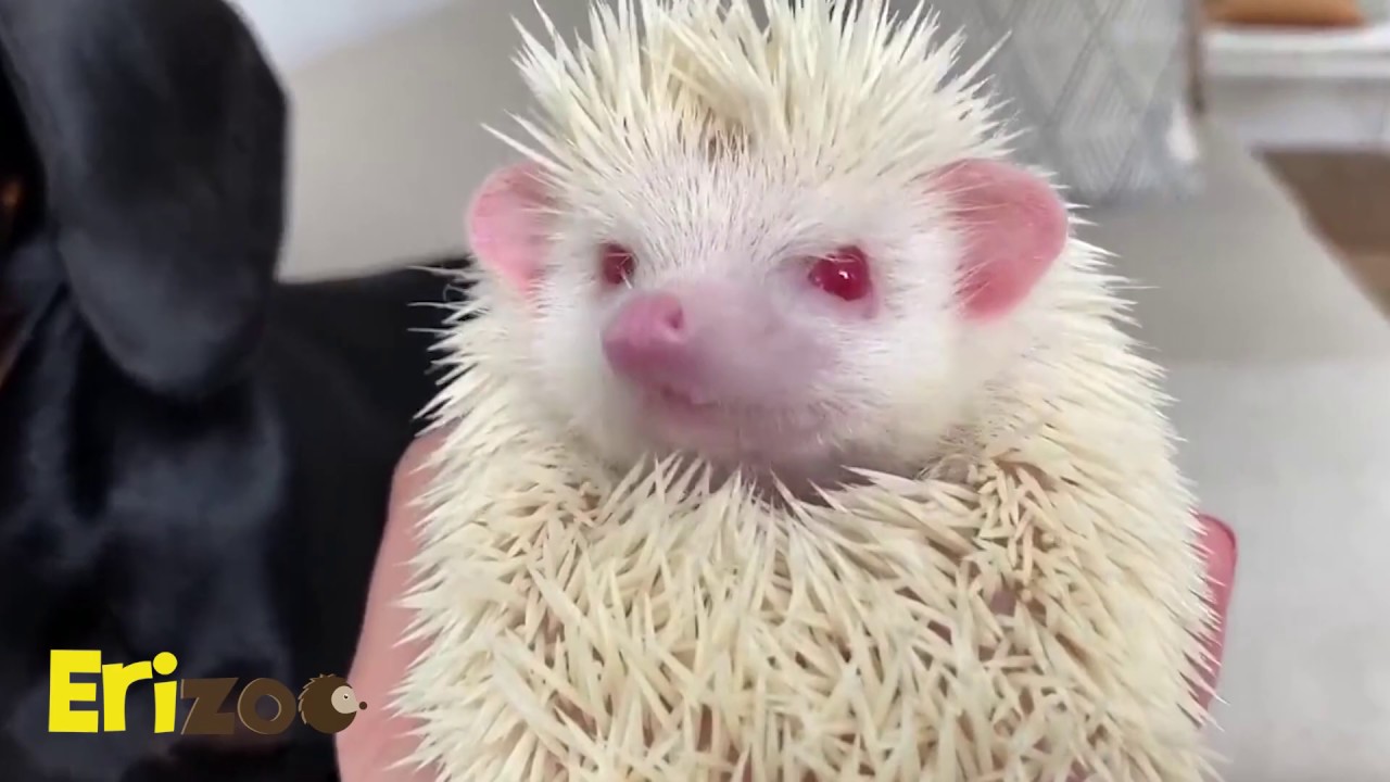 ¿Los erizos conviven con otras mascotas? | Erizoo Tips - YouTube
