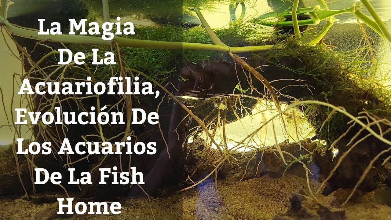 🔵 La Magia De La Acuariofilia,Evolución De Los Acuarios De La Fish Home ...