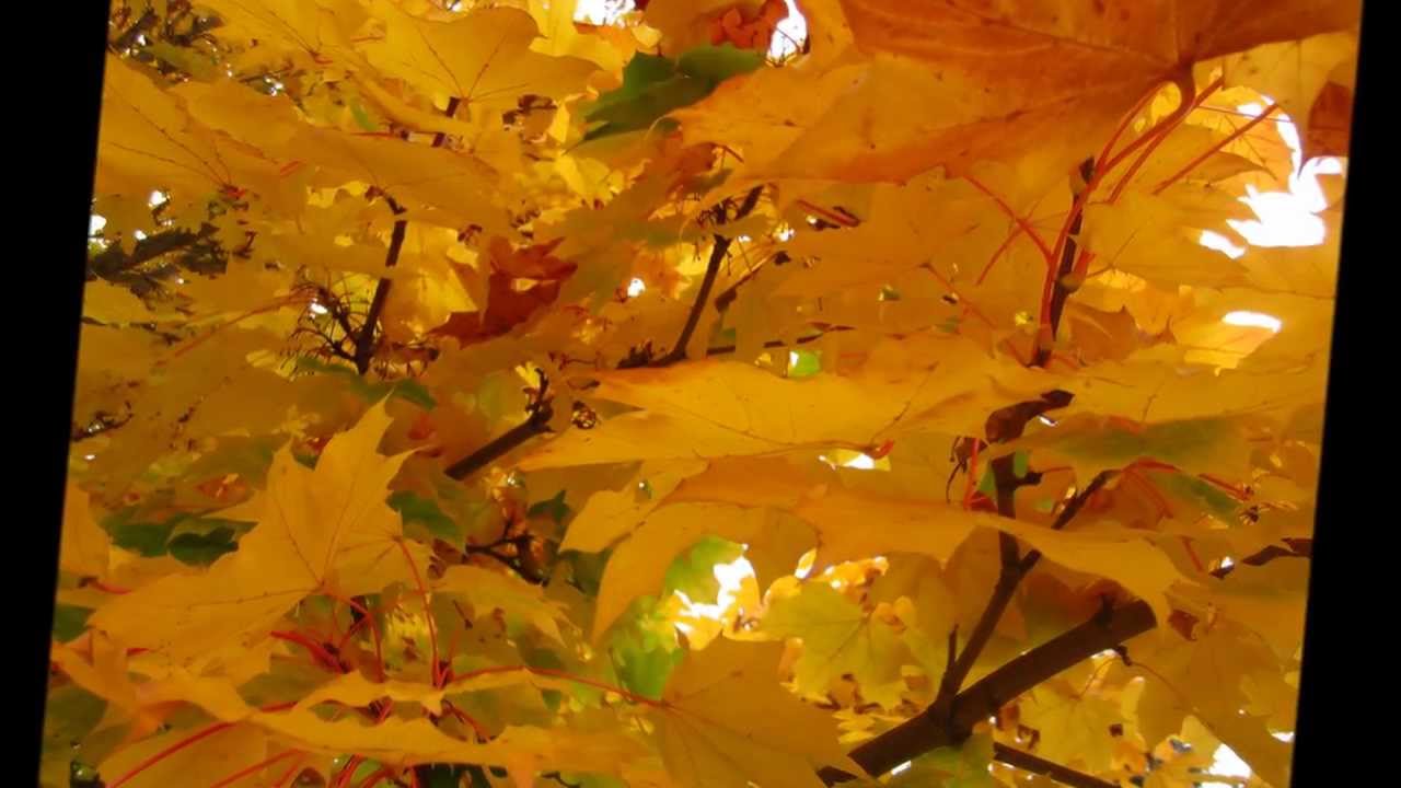 2013 Fall Colors of Bellingham, Washington - YouTube