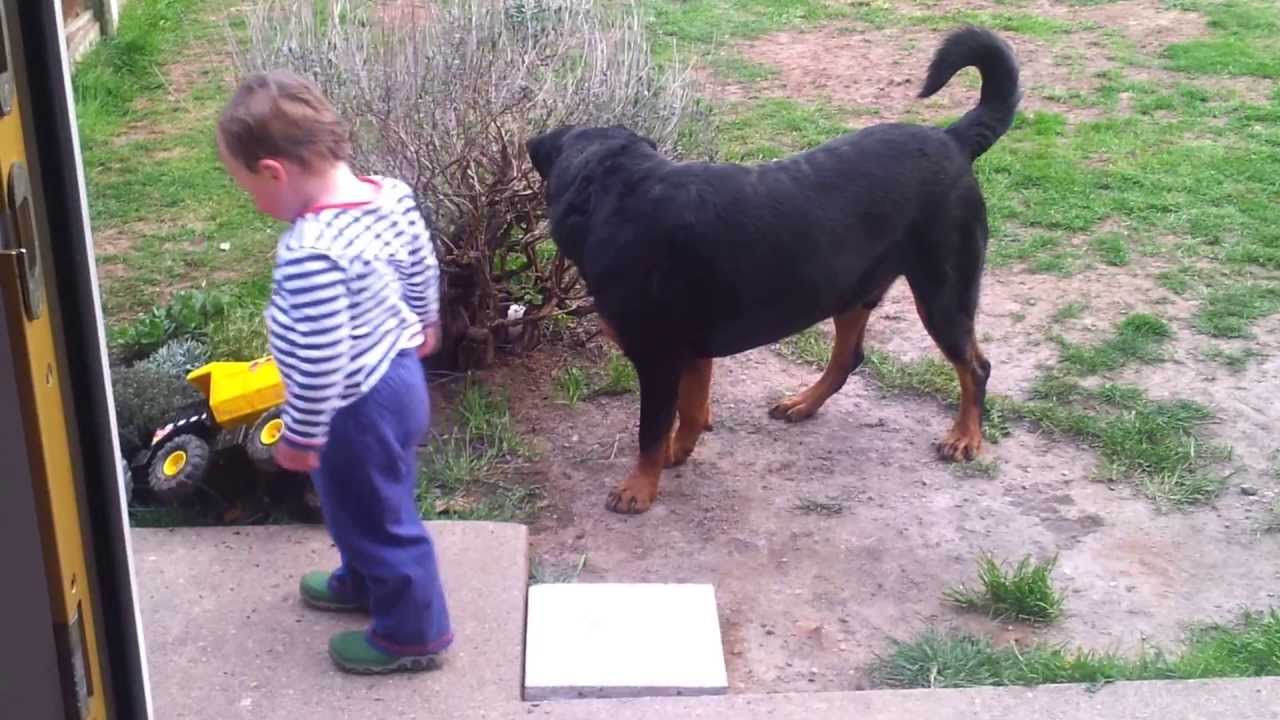 Rottweilers and kids ! - YouTube