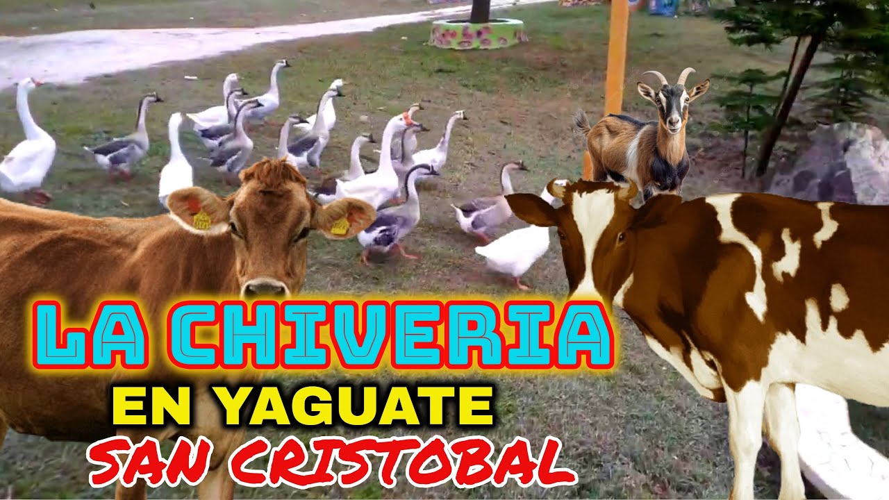 LA CHIVERIA EN YAGUATE SANCRISTOBAL REPUBLICA DOMINICANA - AQUI SE COME ...