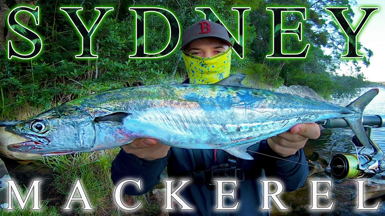 First Ever School Mackerel Caught from Shore in Sydney?! | Fishing ...