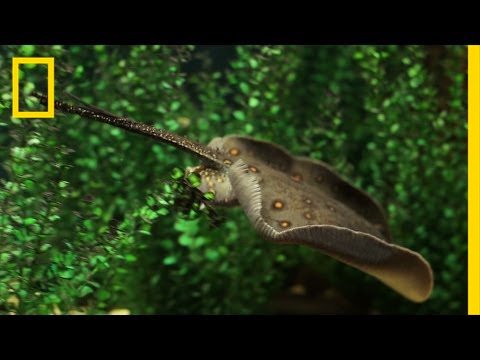 New Discovery: Watch How Stingrays Eat | National Geographic - YouTube