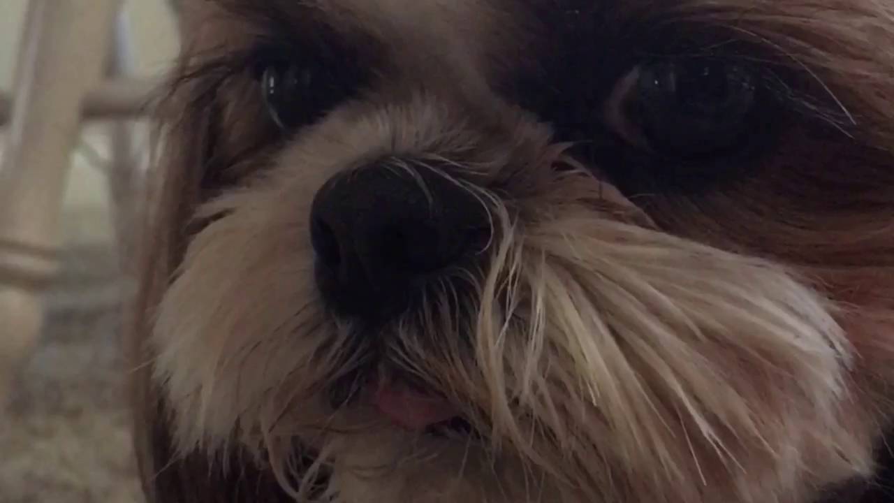 iMovie Scary Trailer - Daisy - YouTube