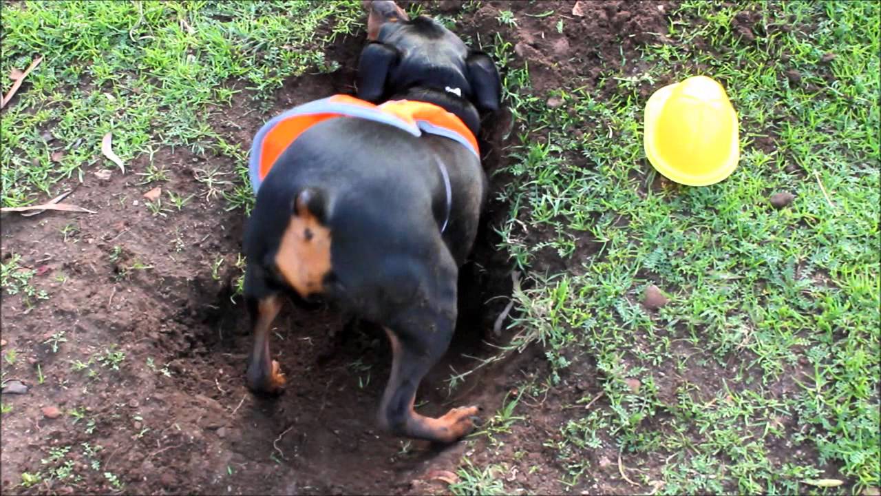 Construction Dog Worker - YouTube