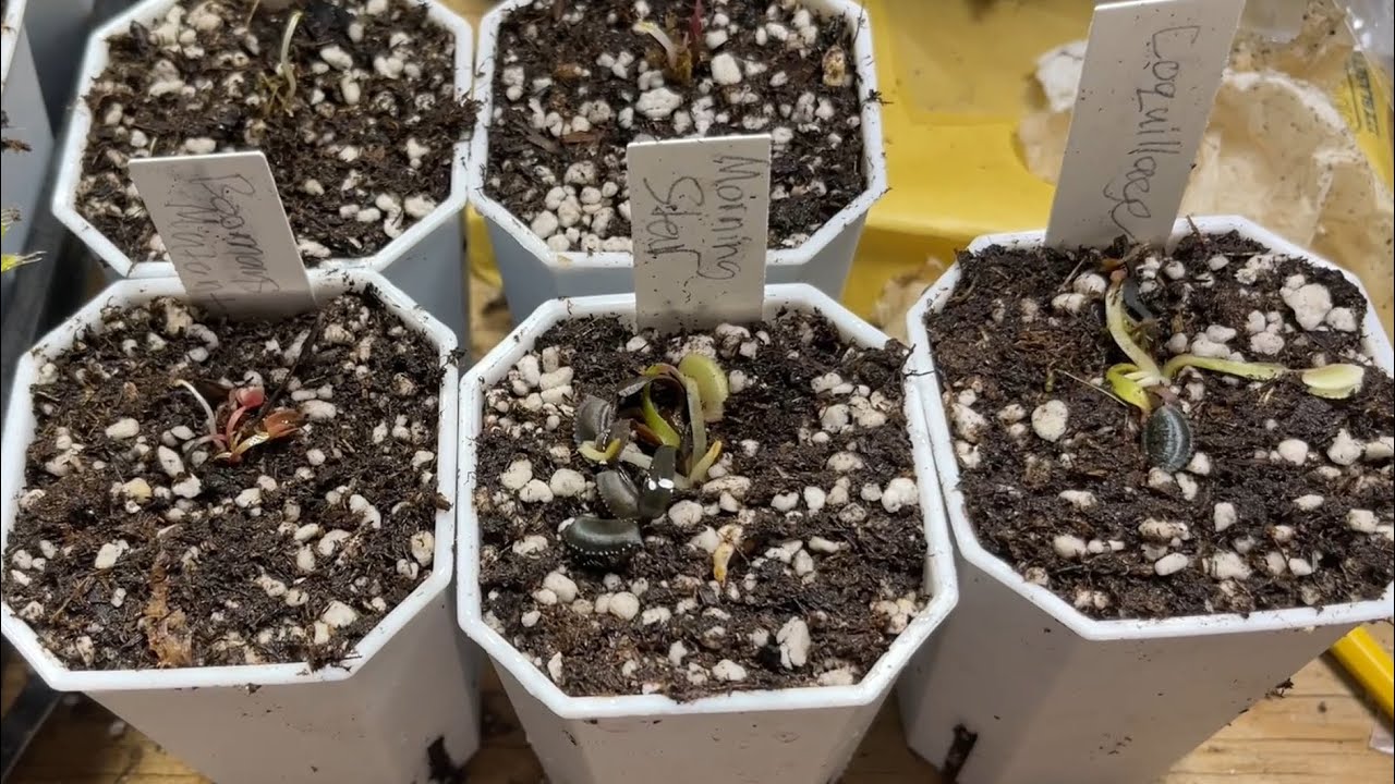 Unboxing | Disappointingly Unboxing 5 Venus Flytraps - YouTube