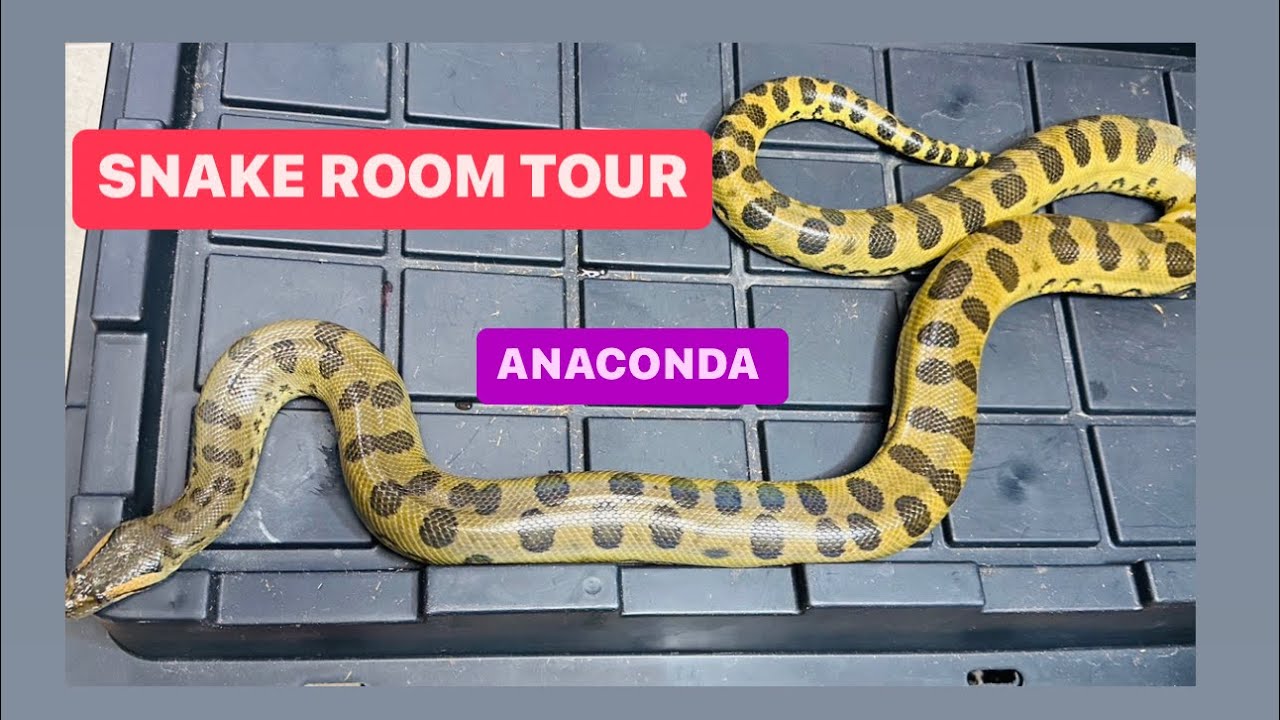 Room full of ANCONDAS , Boa Constrictors .... The Snakes / Reptile TOUR ...