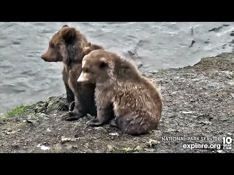 26 Aug 2022: Cousins (explore.org) - YouTube