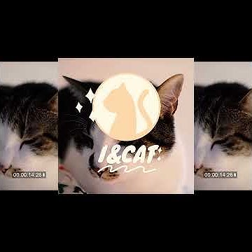I CAT - YouTube