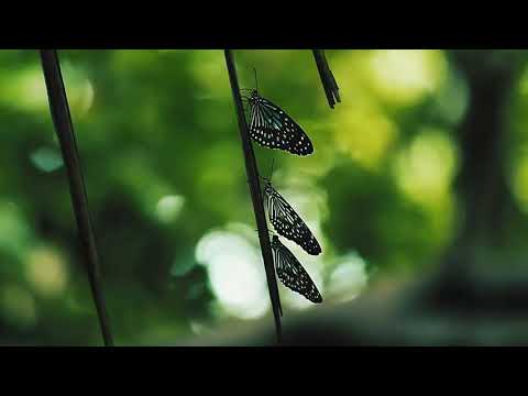 Beautiful Butterflies. Premam bgm, Malayalam. - YouTube