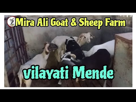 Mira Ali Goat & Sheep Farm Kalyan Vilayati Mende - YouTube