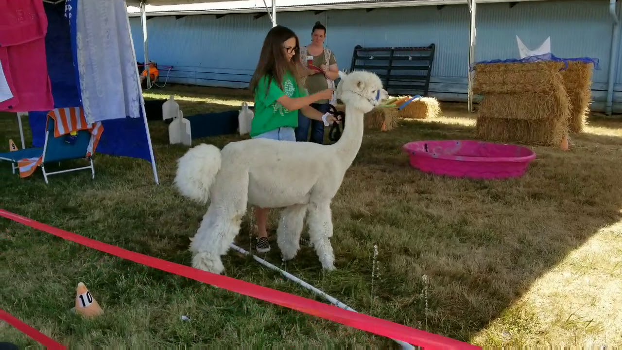 Llama Trail Obstacles @ Clark County Fair 2019 - YouTube