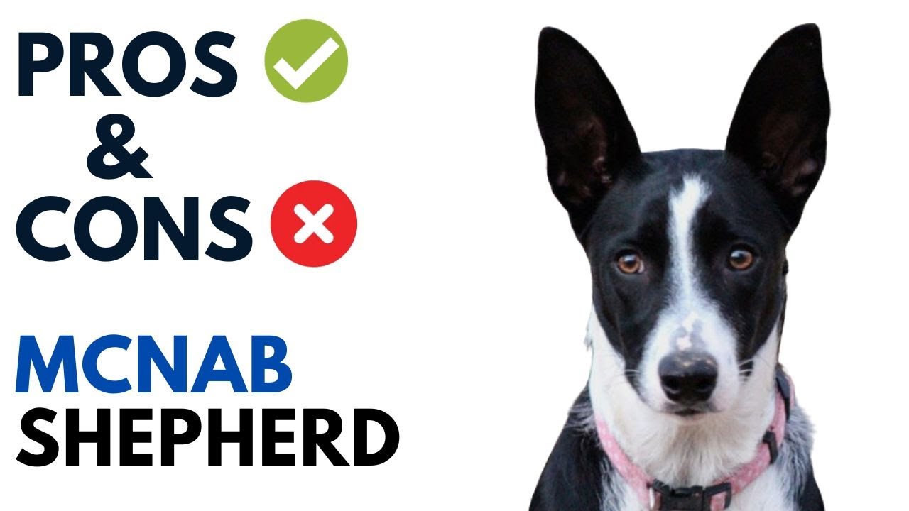 McNab Dog Pros and Cons | McNab Shepherd/ McNab Collie Advantages and ...