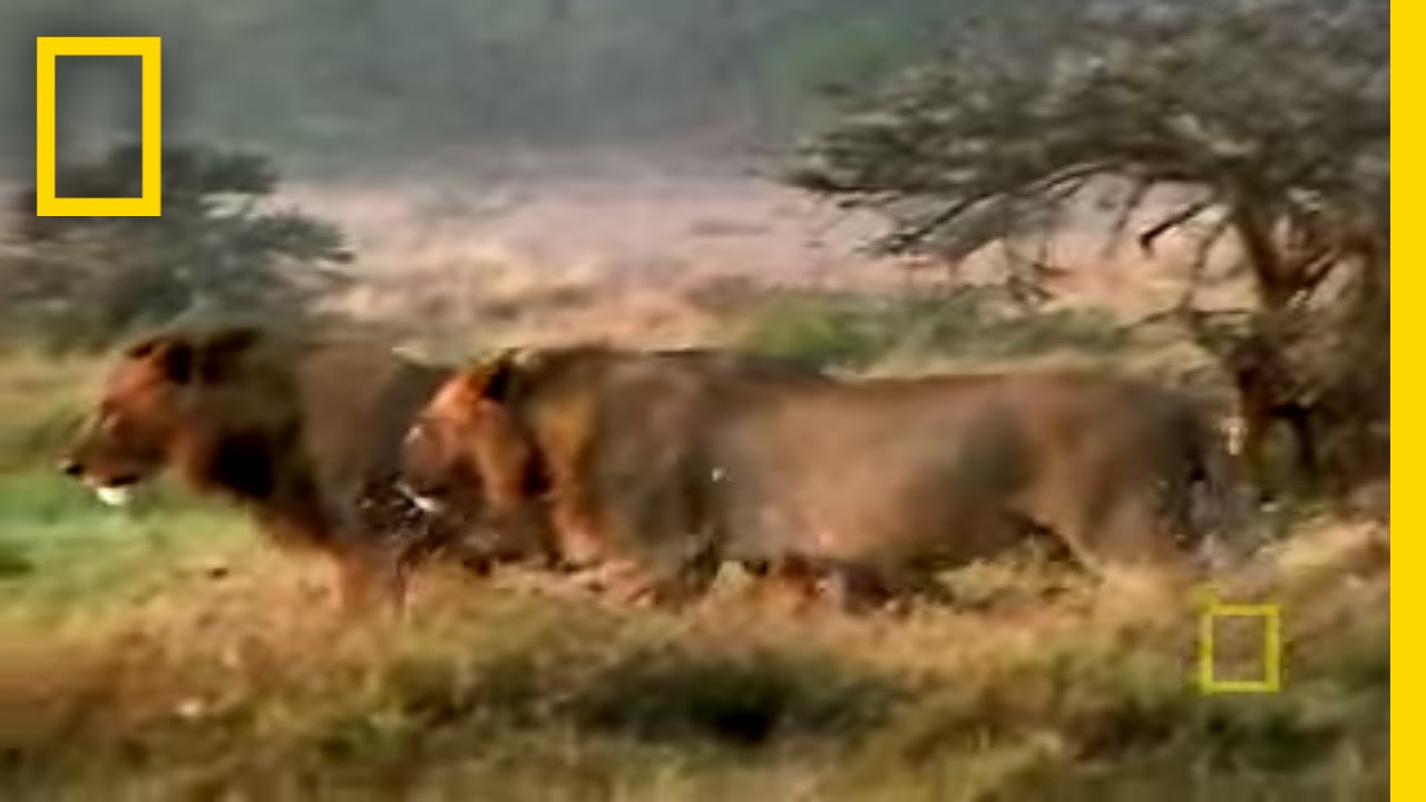 Lions | Crittercam - YouTube