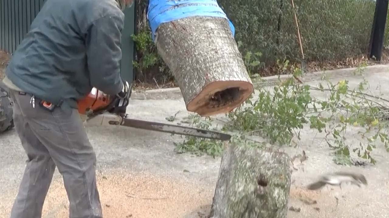 Squirrel Dodges Chainsaw As Tree Gets Cut - YouTube