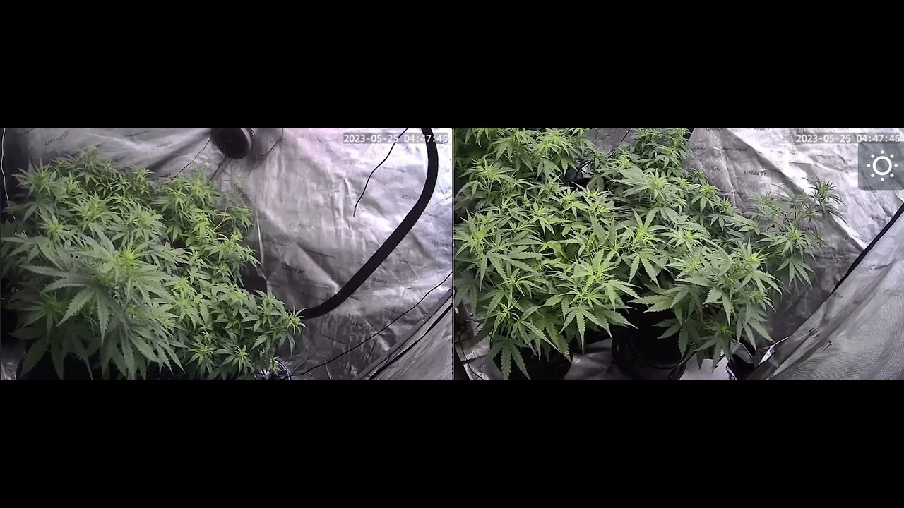 Top Autoflowers - Along With Low Stress Training. These Are The Results ...
