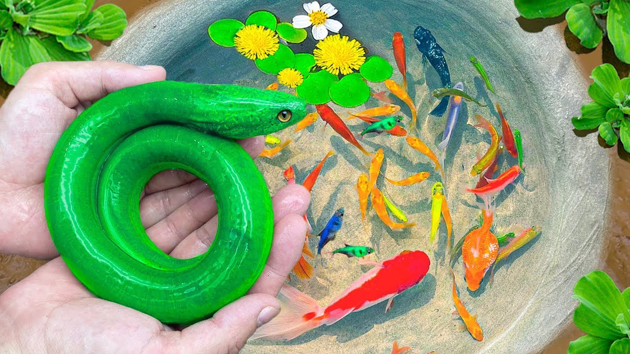Catch Colored Eels To Make Nests In Small Ponds, Flowerhorn Fish, Baby ...