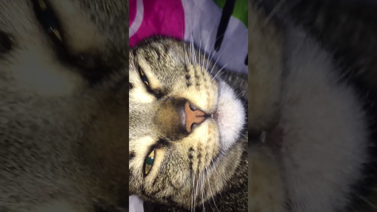 kitty cat ♡ - YouTube