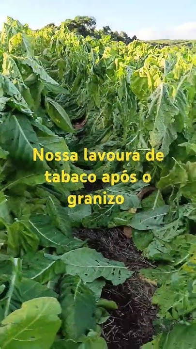 Chuva de granizo causa perca total em nossa lavoura de tabaco - YouTube
