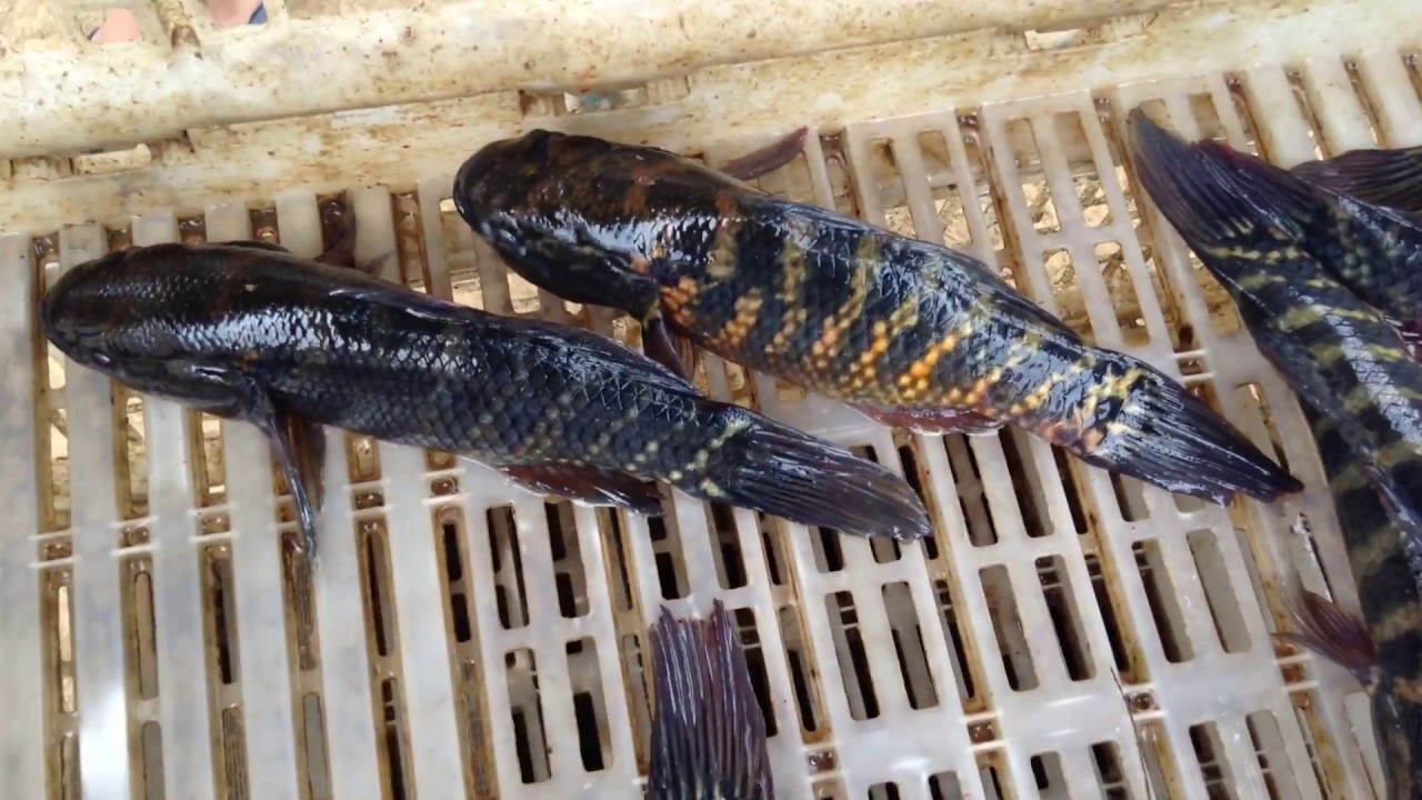 REPORTAJE CHAME - YouTube