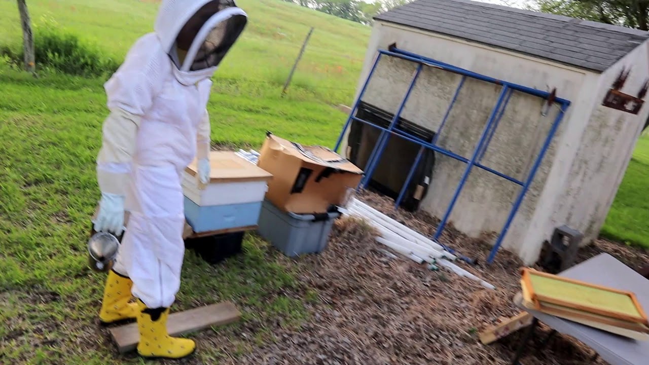 Moving 40 thousand bees into their new home.... - YouTube