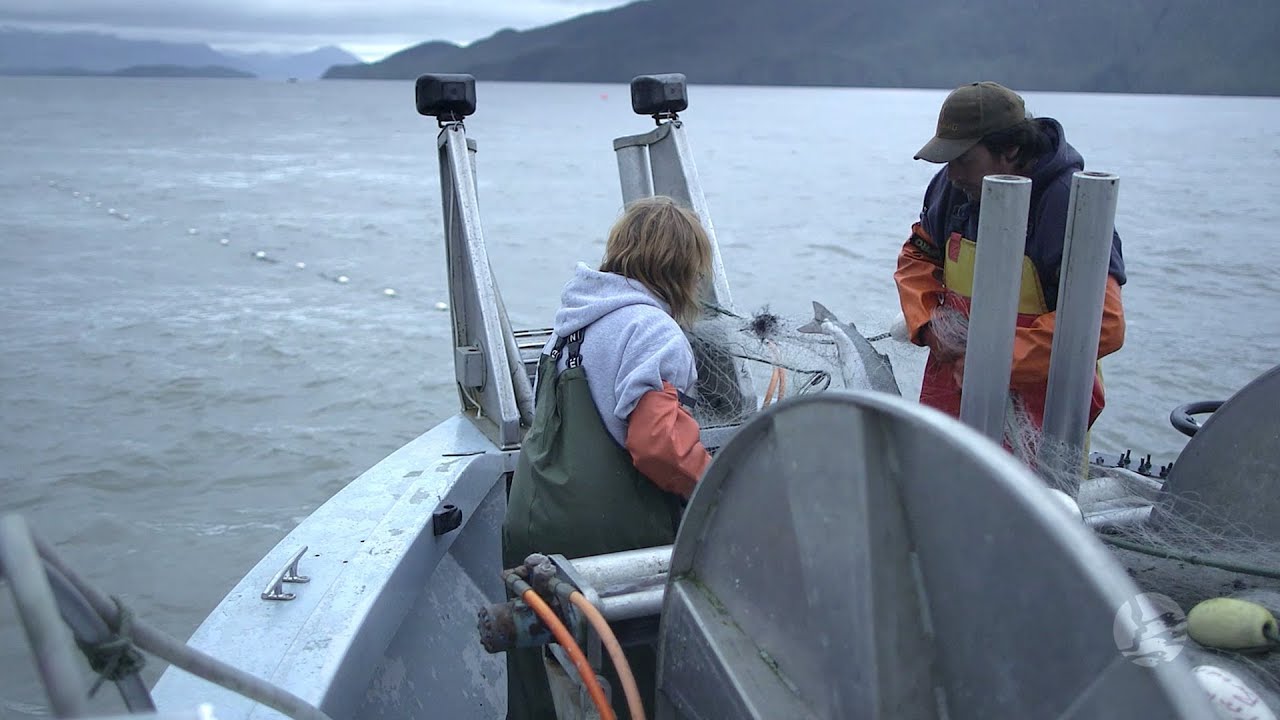 Commercial Salmon Fishing - Prince Rupert, BC - YouTube