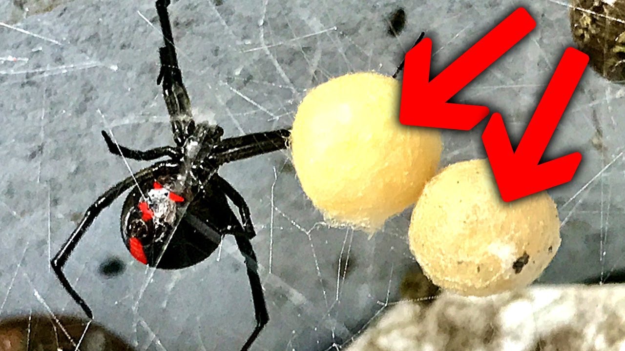 Redback Spider Barbie Egg Sac 6 & 7 Bin Spider Removal Feeding Ants ...