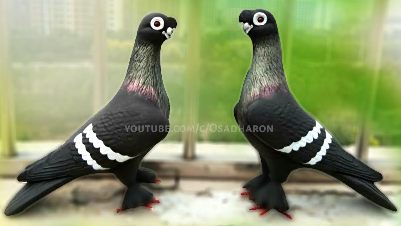 Unique and Beautiful Pigeon Breed Chinese Nasal Tuft - You might be ...