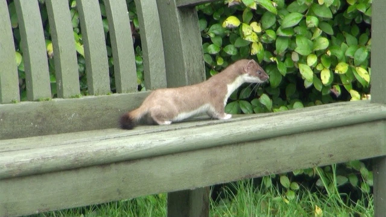 Stoat with its Prey in my Garden - YouTube