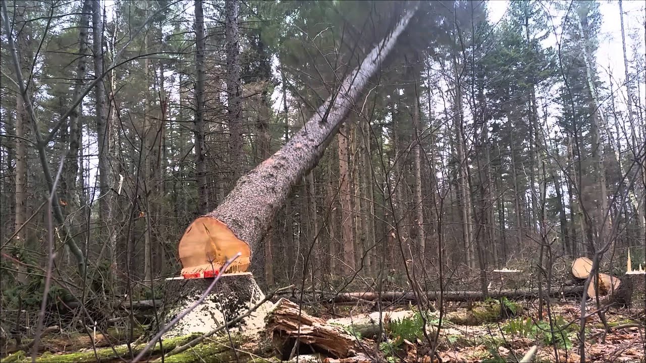 Spruce Timber Falling - YouTube