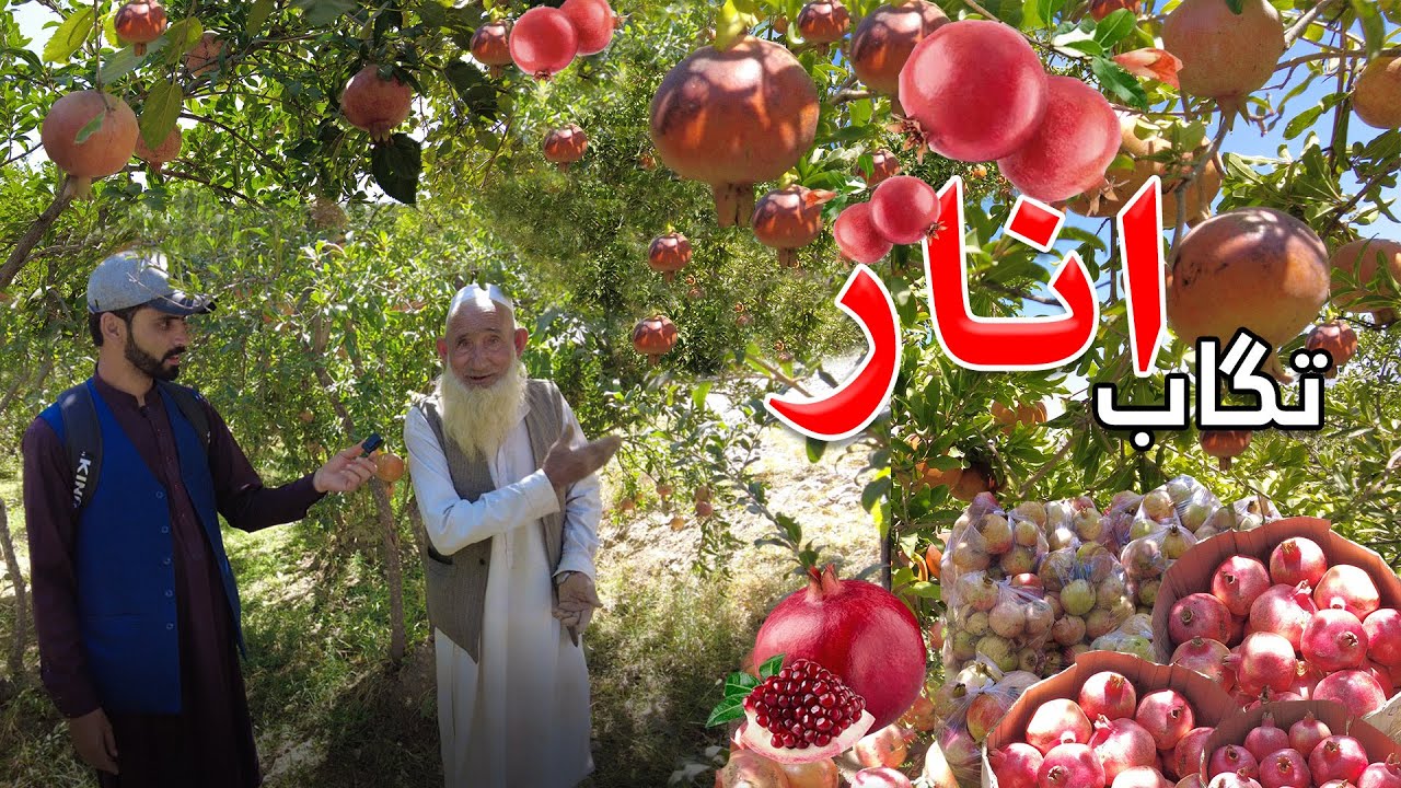 Tagab Seedless Pomegranate | Kapisa Village | تگاب انار افغانستان - YouTube