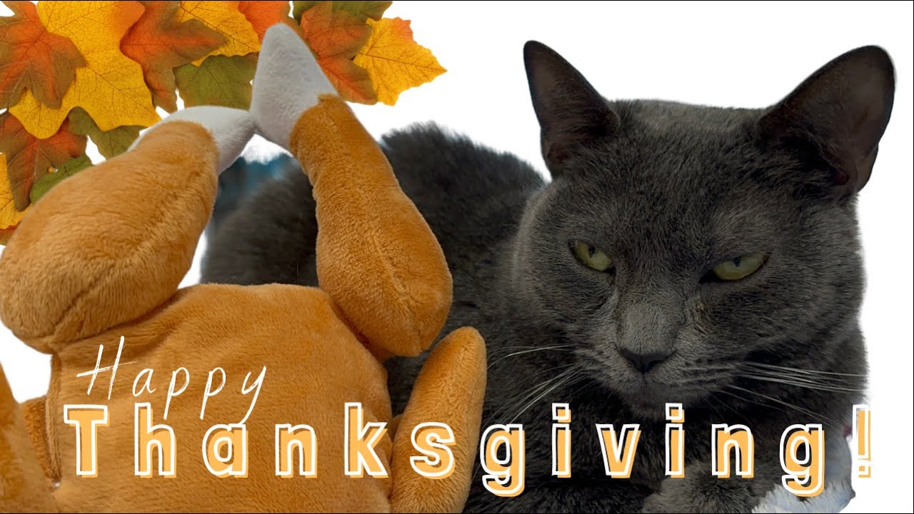 HAPPY THANKSGIVING FROM OUR CATS! - YouTube
