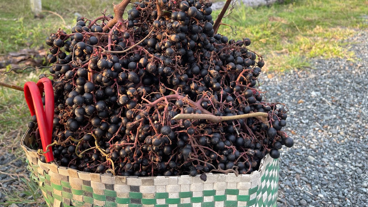 A Men clam up a tree to collecting forest grapes 🍇 - YouTube