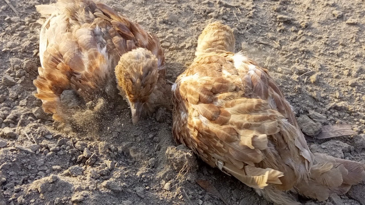 Teetar chicks growing day to day-Teetar chicks playing - YouTube